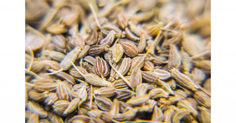 Erva-doce: para que serve e quem não pode consumir